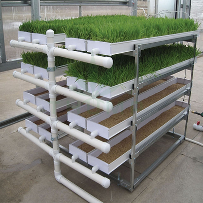 High Yield Hydroponic Sprouting Barley Fodder Trays for Sale - Thump