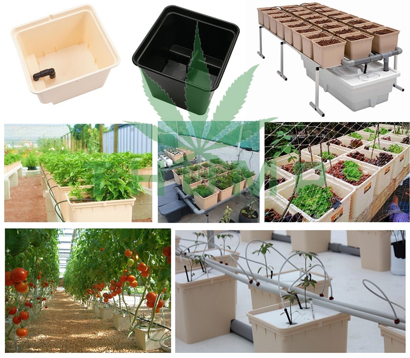 Complete Hydroponic Dutch Bucket System For Growing Vegetable In ...