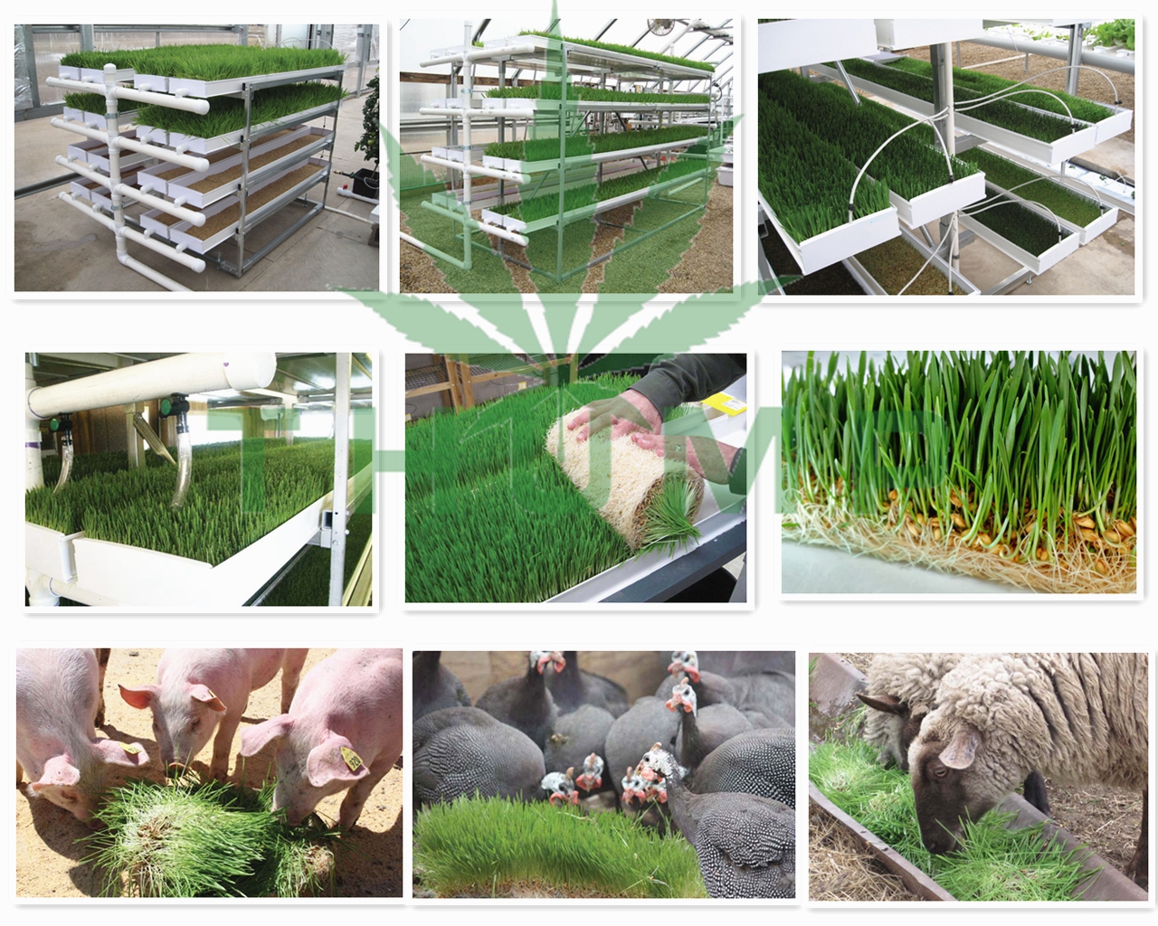 Poultry Hydroponic Green Forage Sprouted Barley Fodder System - Thump