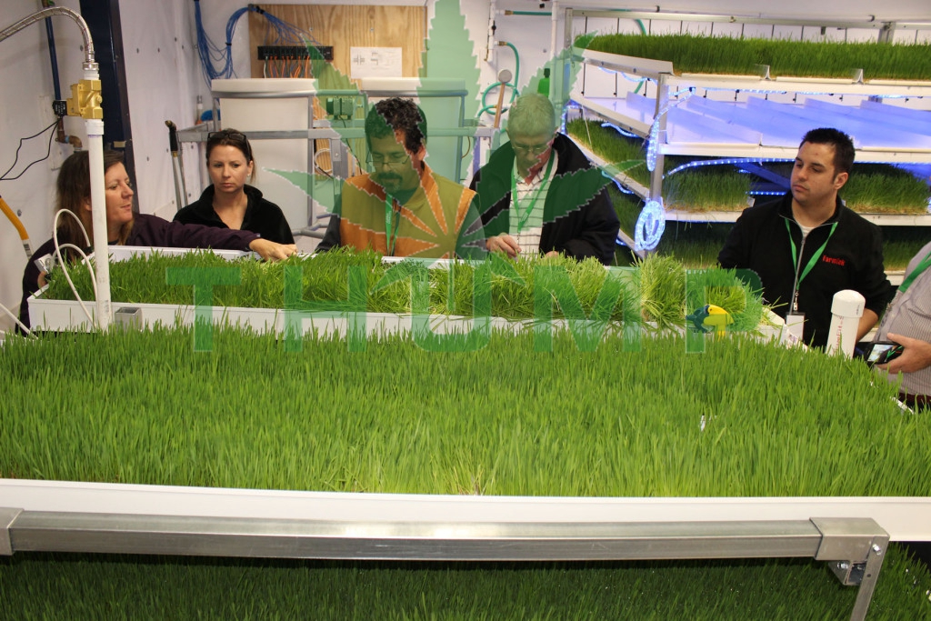 Hydroponic Barley Fodder Container System Growing Systems - Thump