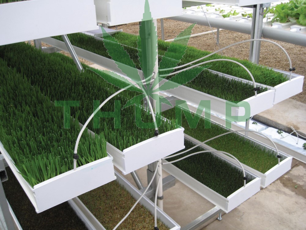 Hydroponic Vertical Barley Fodder Growing System For Sale - Thump