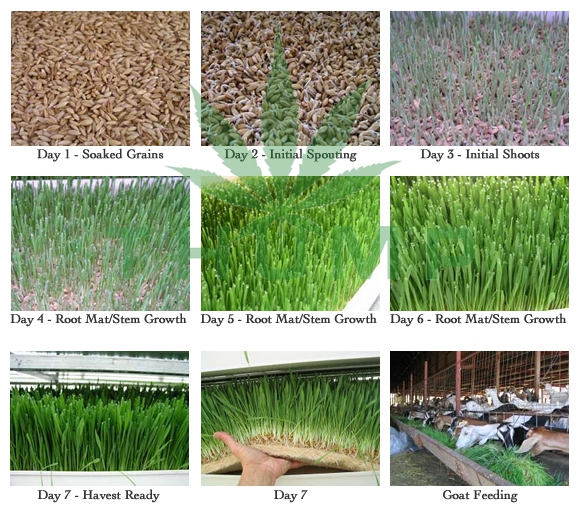 High Yield Hydroponic Sprouting Barley Fodder Trays for Sale - Thump