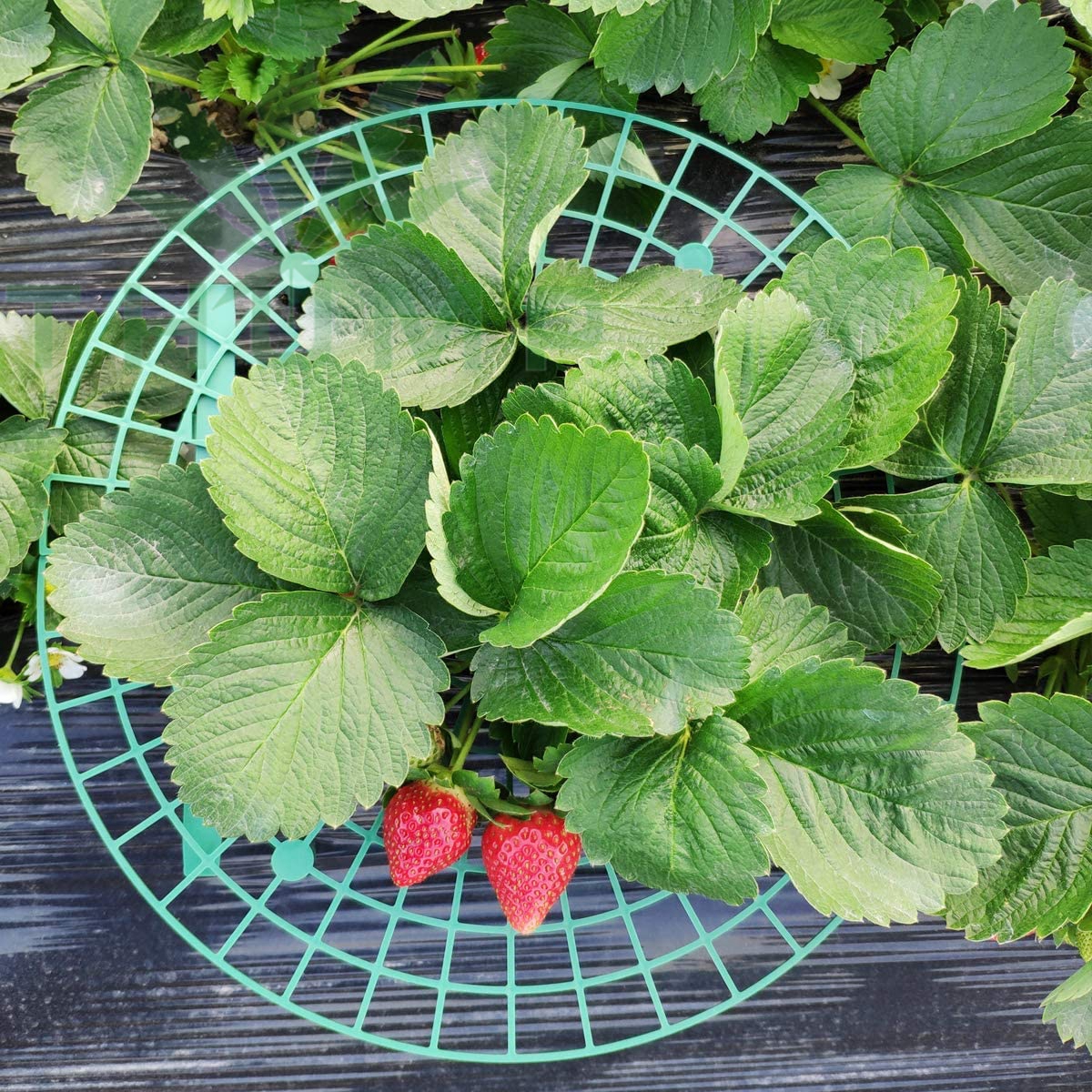 Strawberry Stand Frame Holder - Thump Supplies