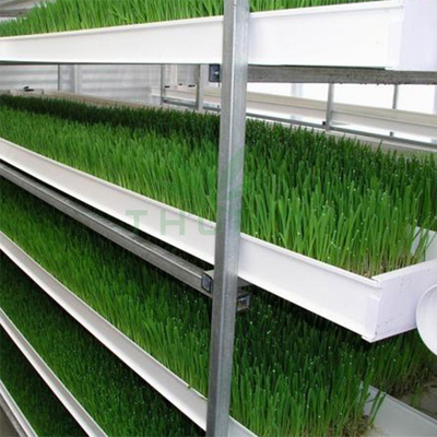 High Yield Hydroponic Sprouting Barley Fodder Trays for Sale - Thump
