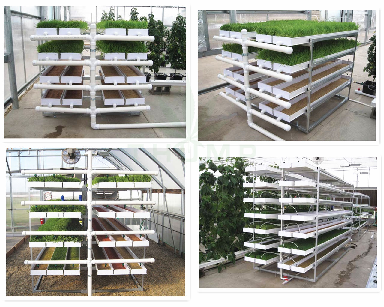 Hydroponic Barley Fodder Container System Growing Systems - Thump